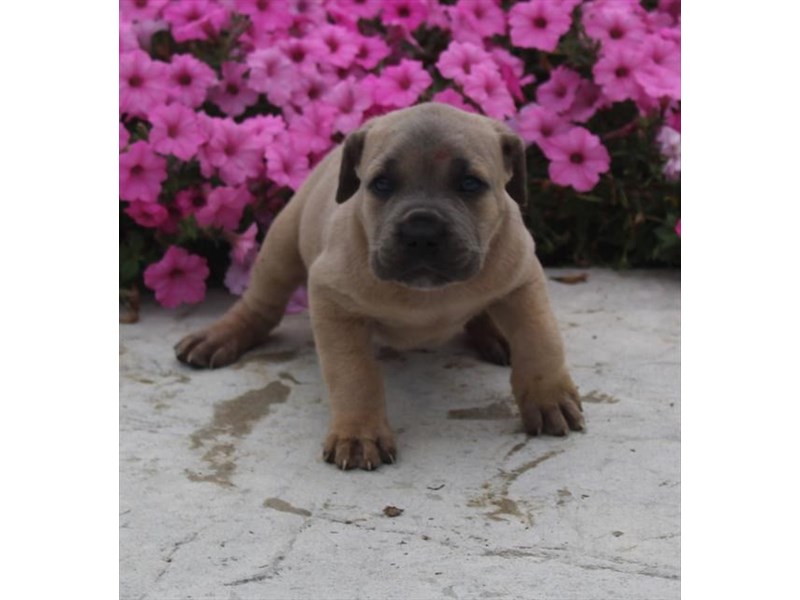 Cane Corso Puppy Fawn (Isabella) ID:18100 Located at Petland Topeka, Kansas