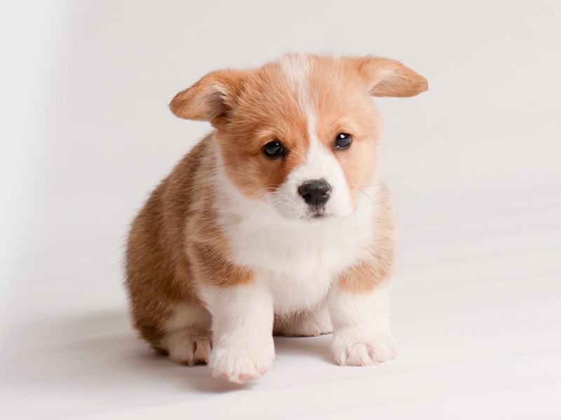 Pembroke Welsh Corgi Small Animal Sable and White ID:20234 Located at ...