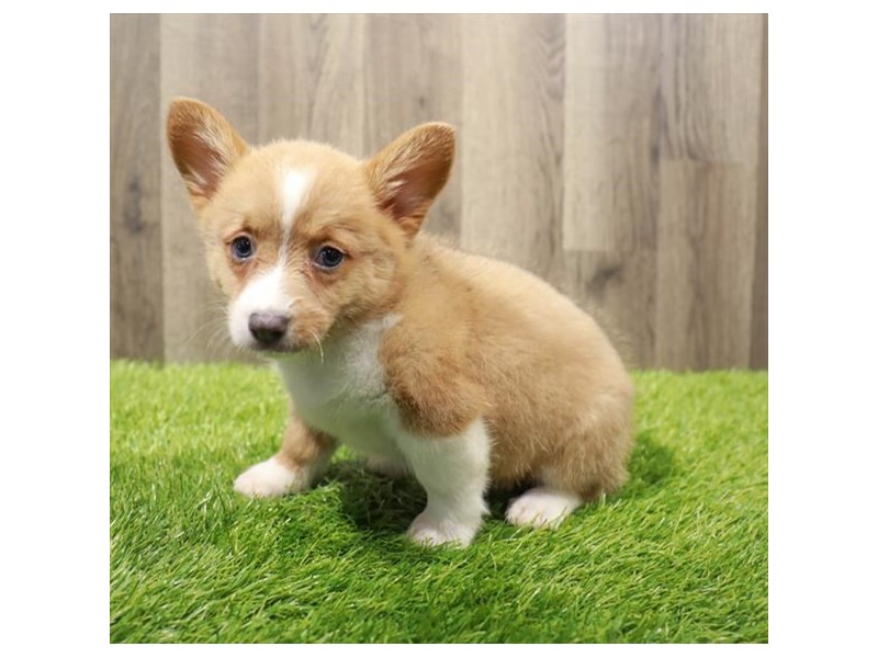 Mini Welsh Corgi