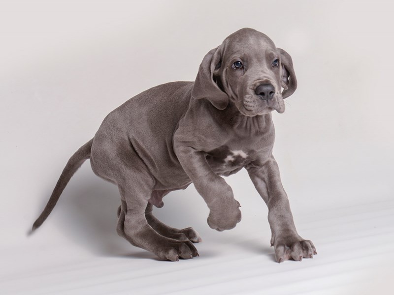 Grey Great Dane Puppies