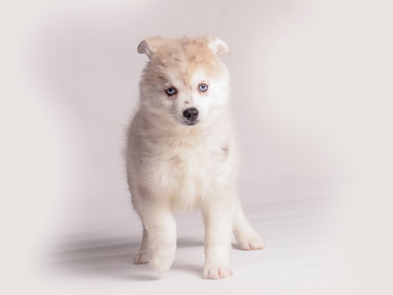 Pomsky Small Animal Blue Merle ID:20374 Located at Petland Topeka, Kansas