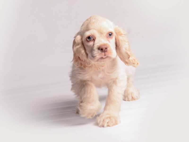 Buff American Cocker Spaniel Puppy